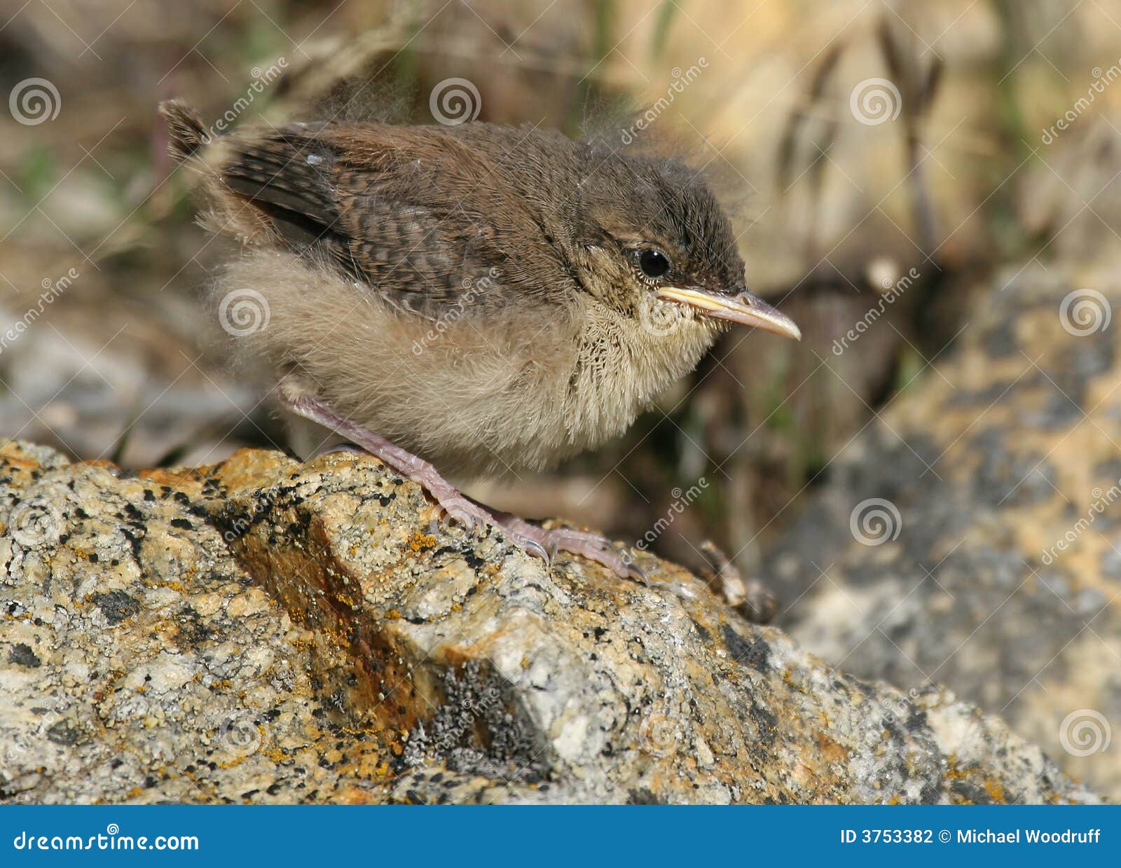 Rock Wren stock photo. Image of birder, baby, breeding - 3753382