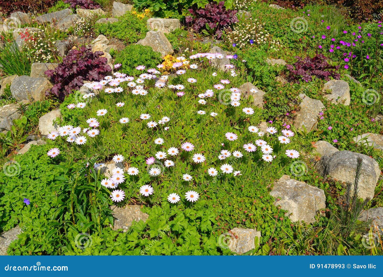 Rockery garden stock image. Image of spring, garden, landscape - 91478993