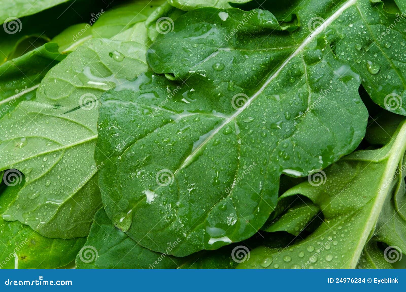 Rocket stock photo. Image of diet, garden, food, vegetable - 24976284