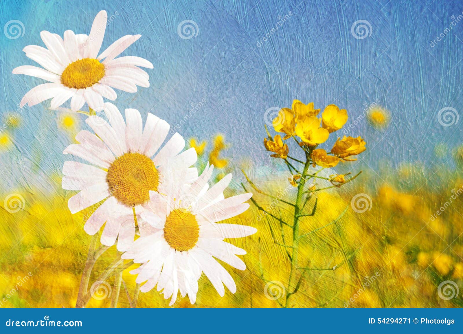 Rocket Cress Field. Yellow Field Stock Illustration - Illustration of ...