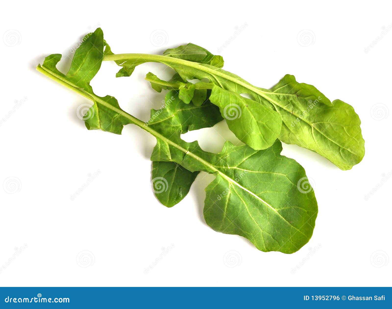 Rocket_leaf_01 stock photo. Image of plants, salad, arugula - 13952796