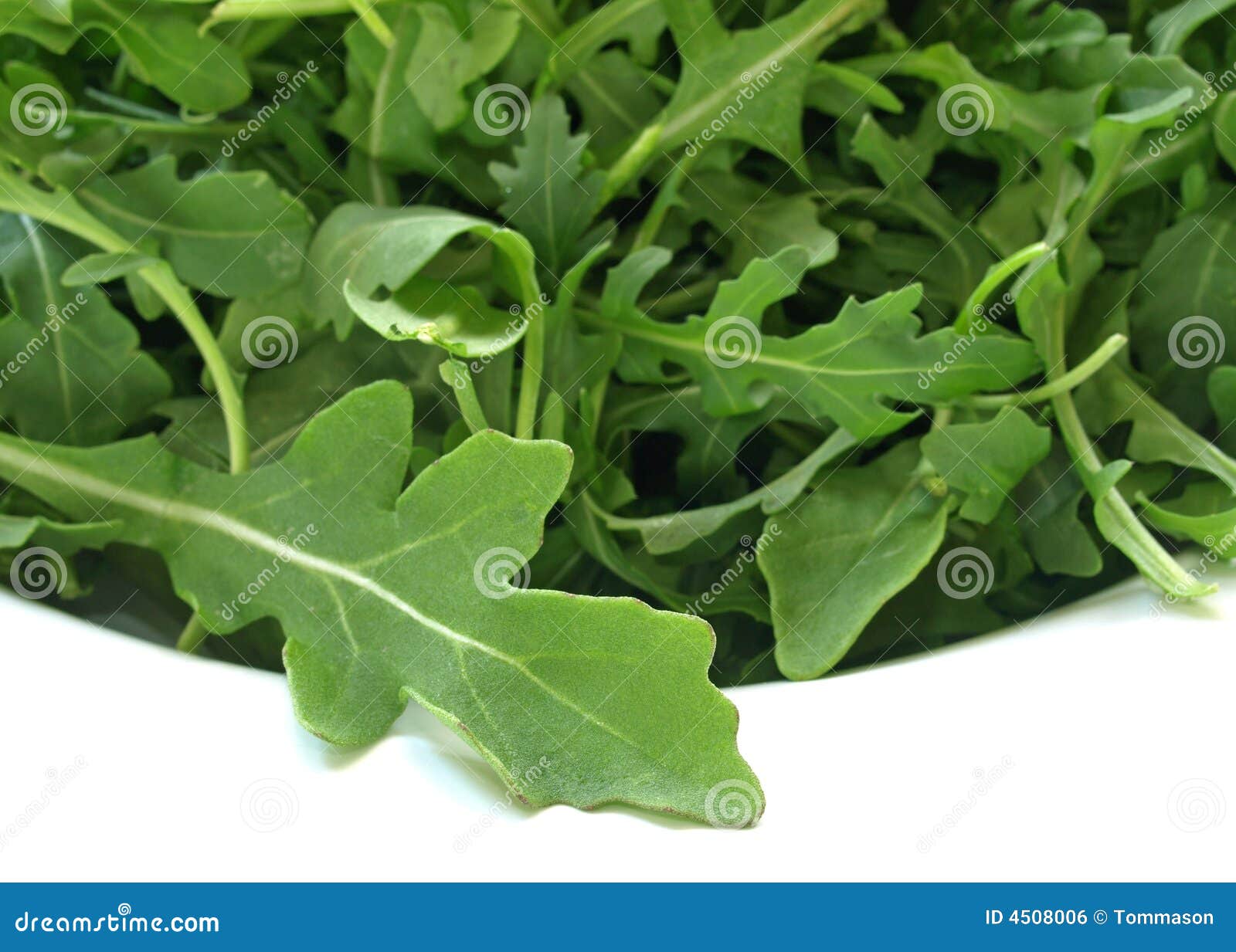 Rocket Leaf stock photo. Image of organic, fresh, leaves - 4508006