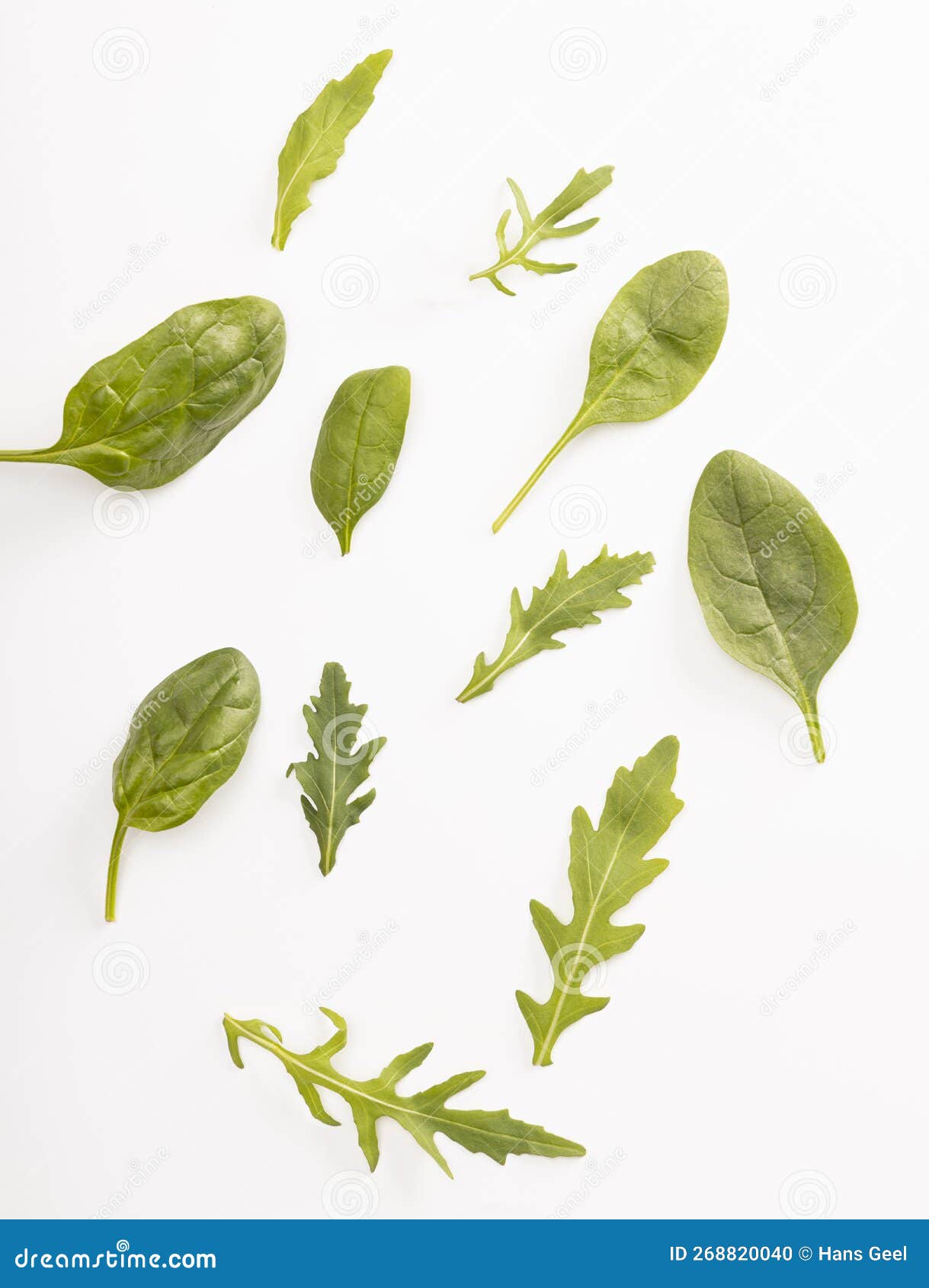 Rocket and Spinach Leaves on White Background Stock Photo - Image of ...
