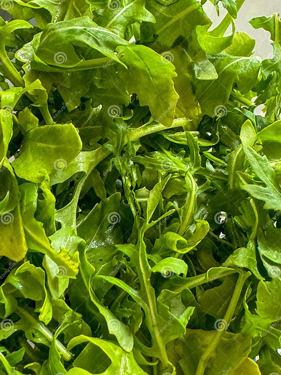 Rocket vegetable stock photo. Image of vegetable, healthy - 314966044