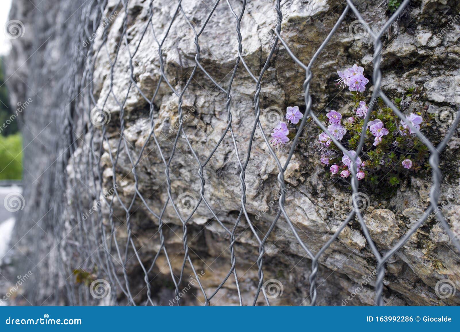 Rockfall protection nets stock photo. Image of bulkheads - 163992286