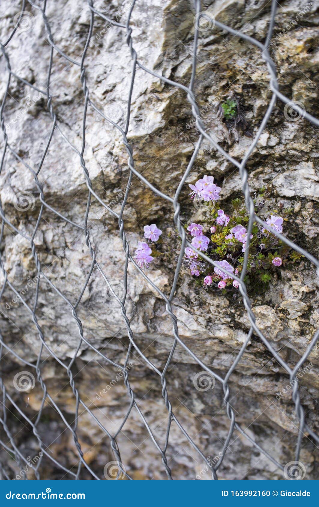 Rockfall protection nets stock photo. Image of nature - 163992160