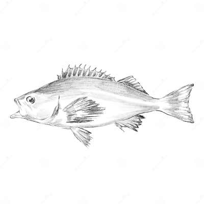 Rock Fish Sea Sketch Illustration Stock Photo - Illustration of sketch ...