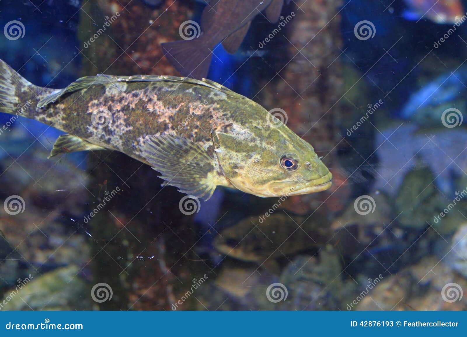 Rockfish or Ocean perch stock image. Image of sebastes - 42876193