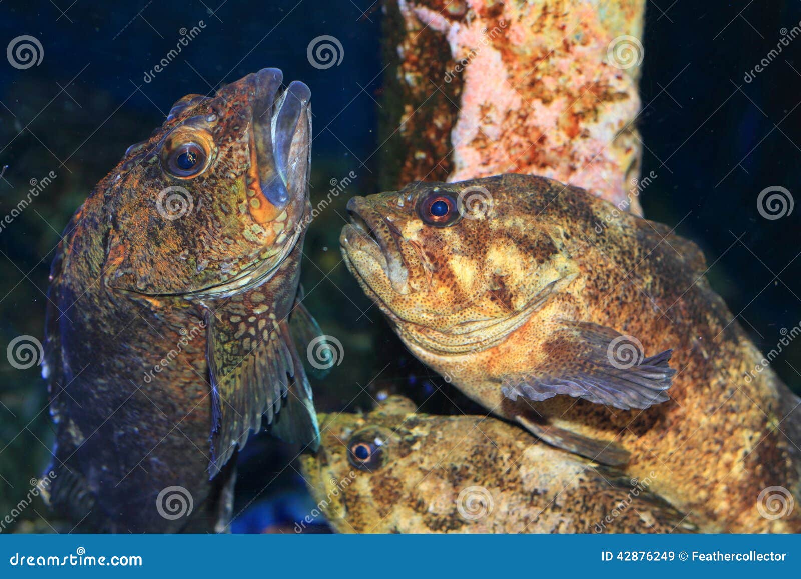Rockfish or Ocean perch stock image. Image of aquarium - 42876249