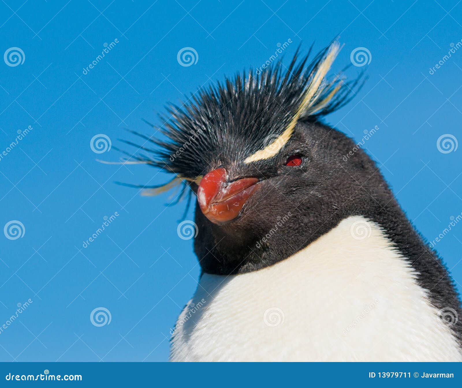 Rockhopper penguin stock image. Image of extreme, antarctica - 13979711