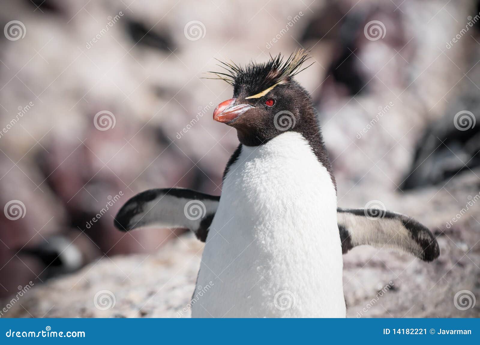 Rockhopper penguin stock image. Image of black, beak - 14182221