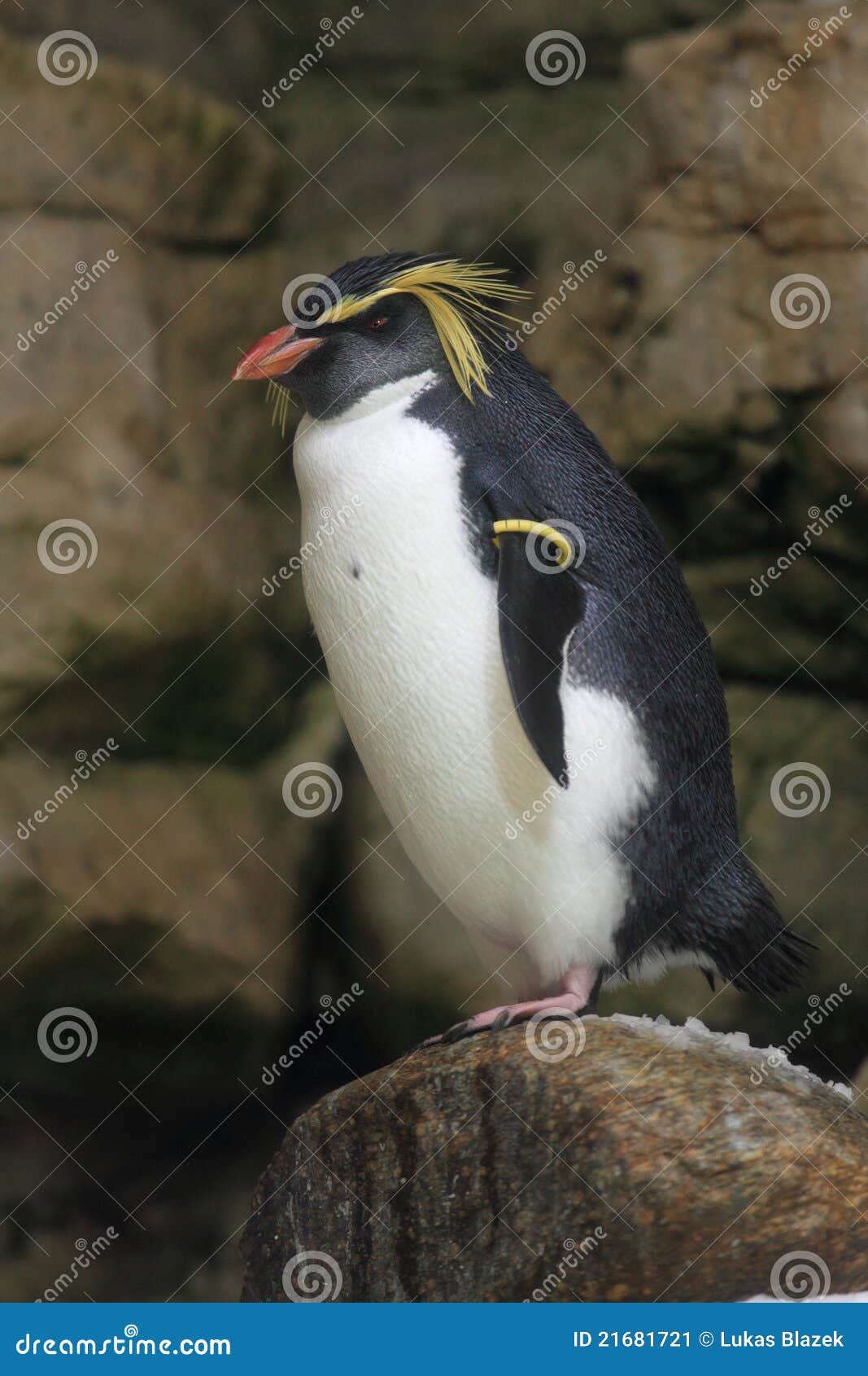 Rockhopper penguin stock image. Image of rock, chrysocome - 21681721