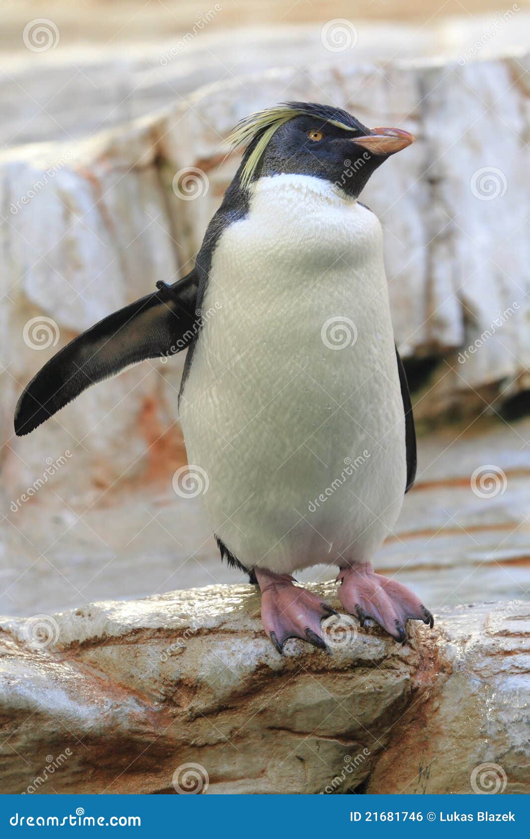 Rockhopper penguin stock photo. Image of subantarctic - 21681746