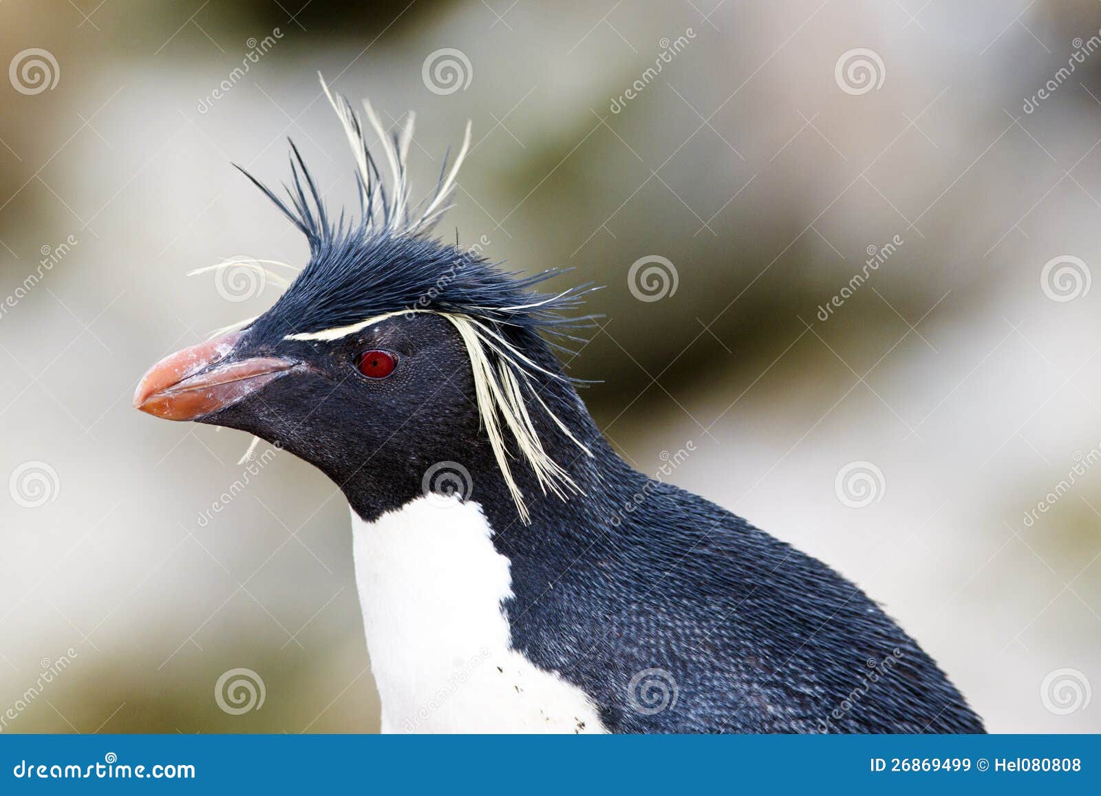 Rockhopper penguin stock image. Image of islands, wilderness - 26869499
