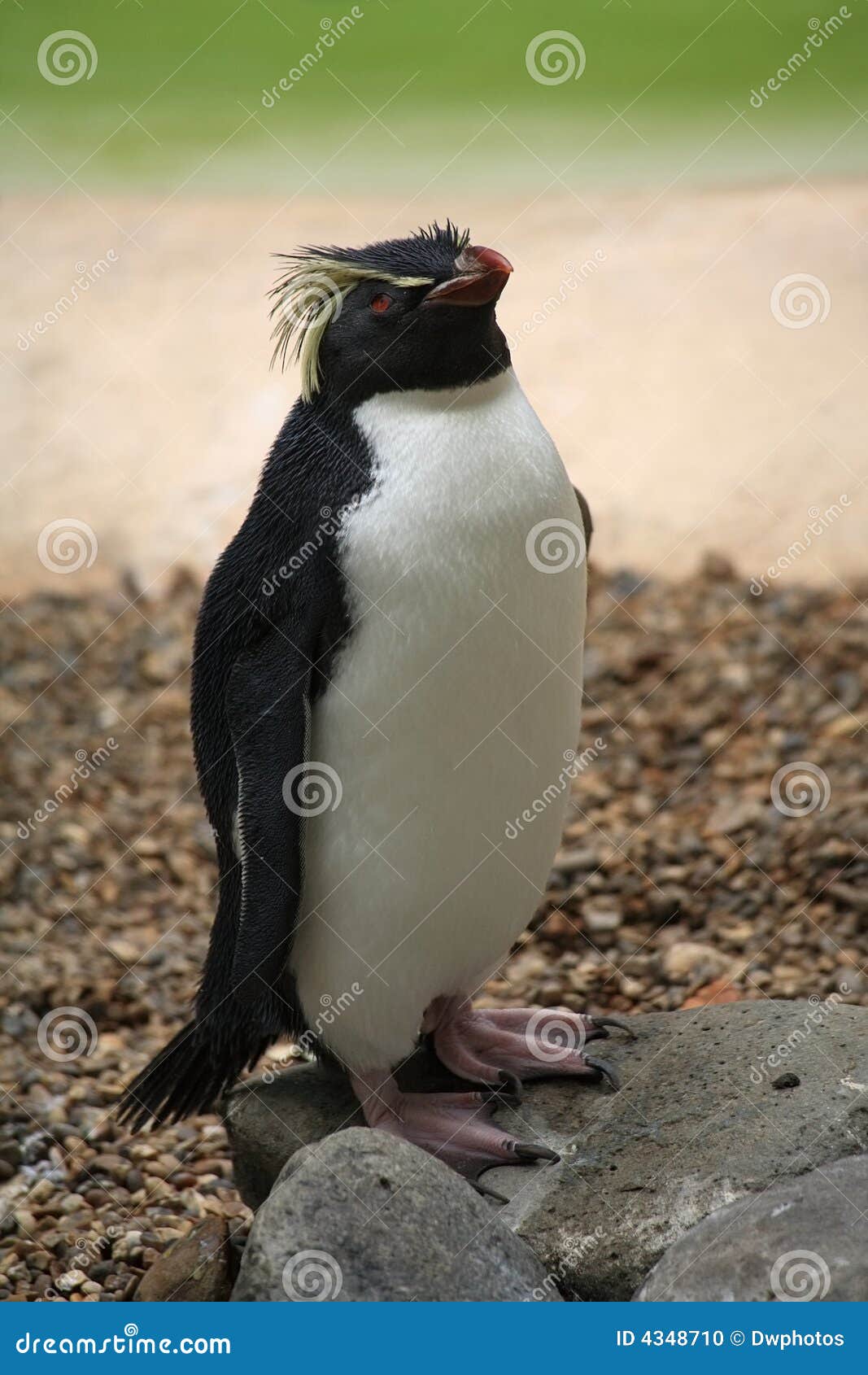 Rockhopper Penguin Royalty-Free Stock Photography | CartoonDealer.com ...