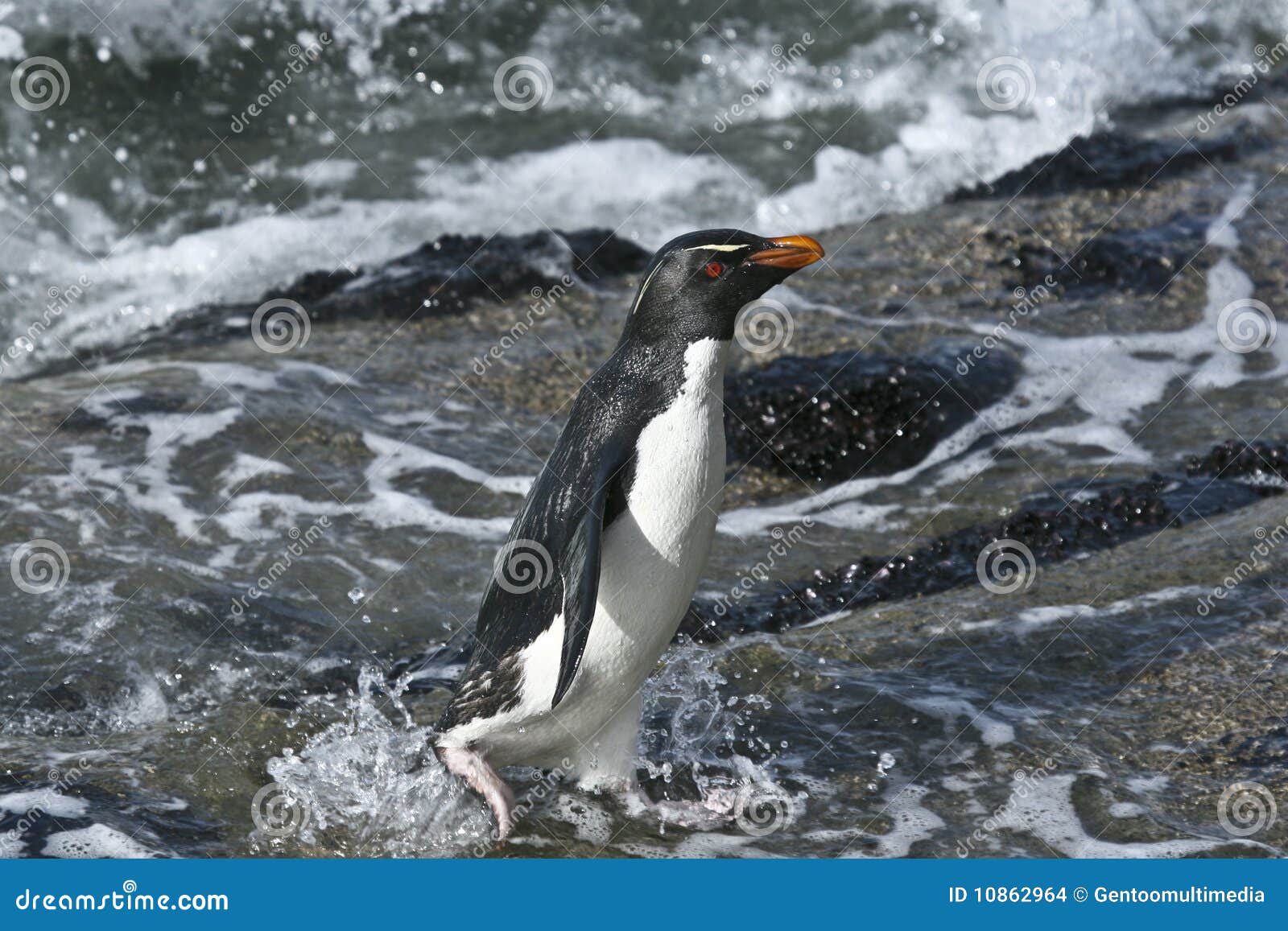 Rockhopper Penguin (Eudyptes Chrysocome) Stock Photo - Image of ...