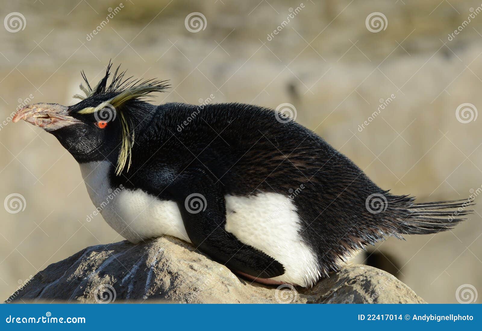 Rockhopper Penguin on rock stock photo. Image of rockhopper - 22417014