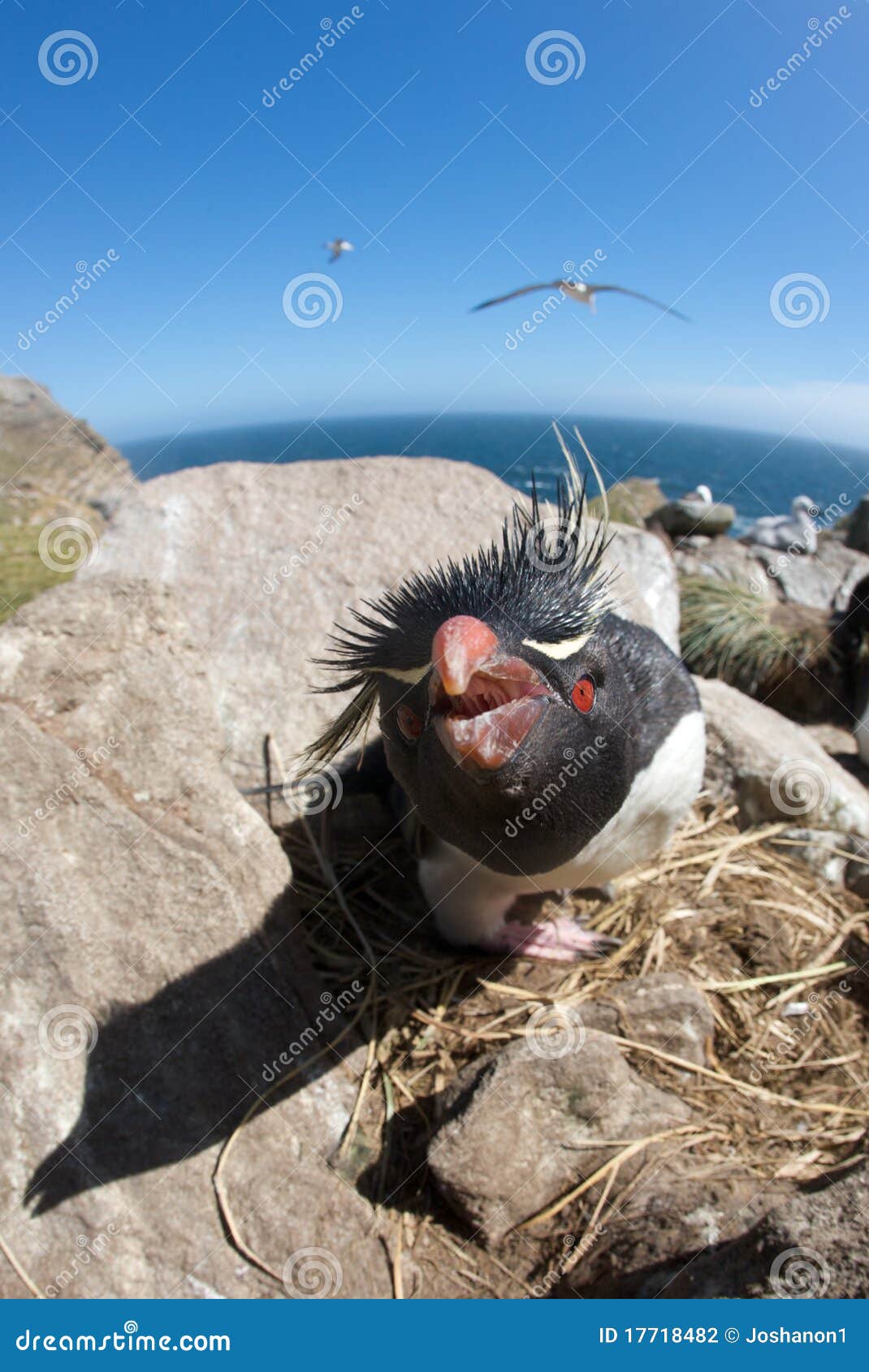 Rockhopper Penguin Squawking Stock Photo - Image of camera, rocky: 17718482