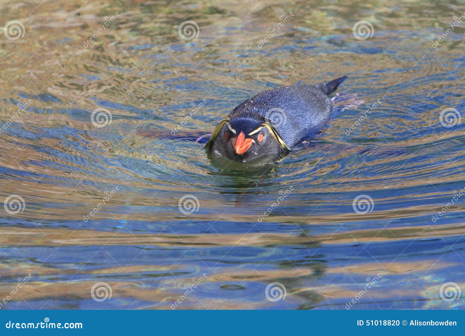 Rockhopper Penguin in Water Stock Photo - Image of rockhopper, penguin ...