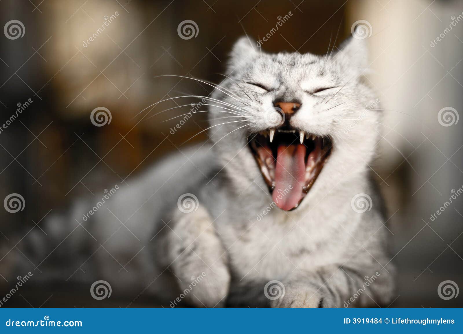 Rockin Kitty 2 stock photo. Image of tongue, laughing - 3919484