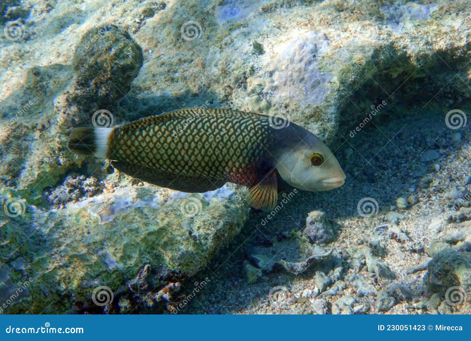 Rockmover Wrasse Fish in Red Sea Stock Image - Image of nature ...