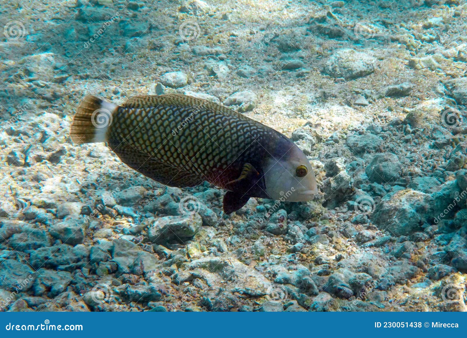 Rockmover Wrasse Fish in Red Sea Stock Photo - Image of fish, marine ...