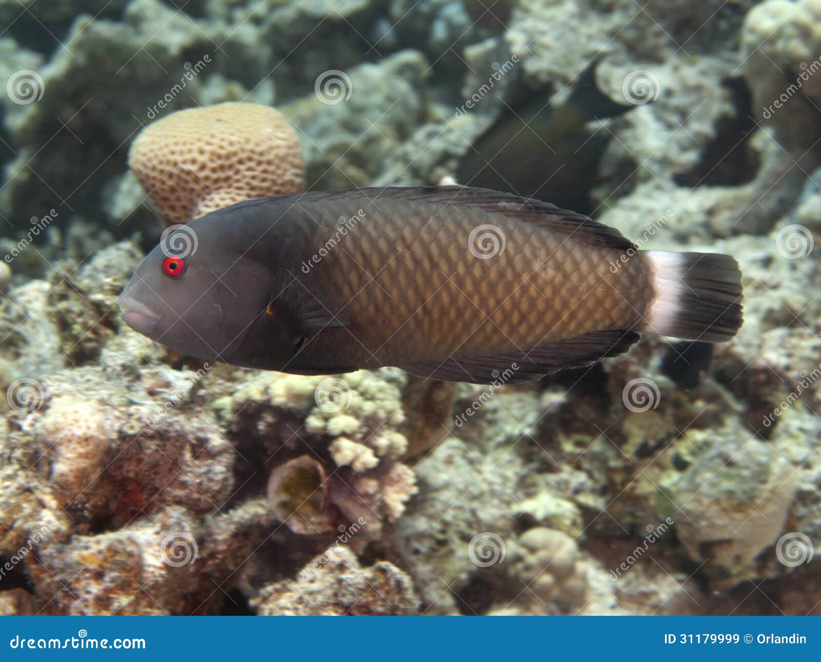 Rockmover wrasse stock image. Image of novaculichthys - 31179999
