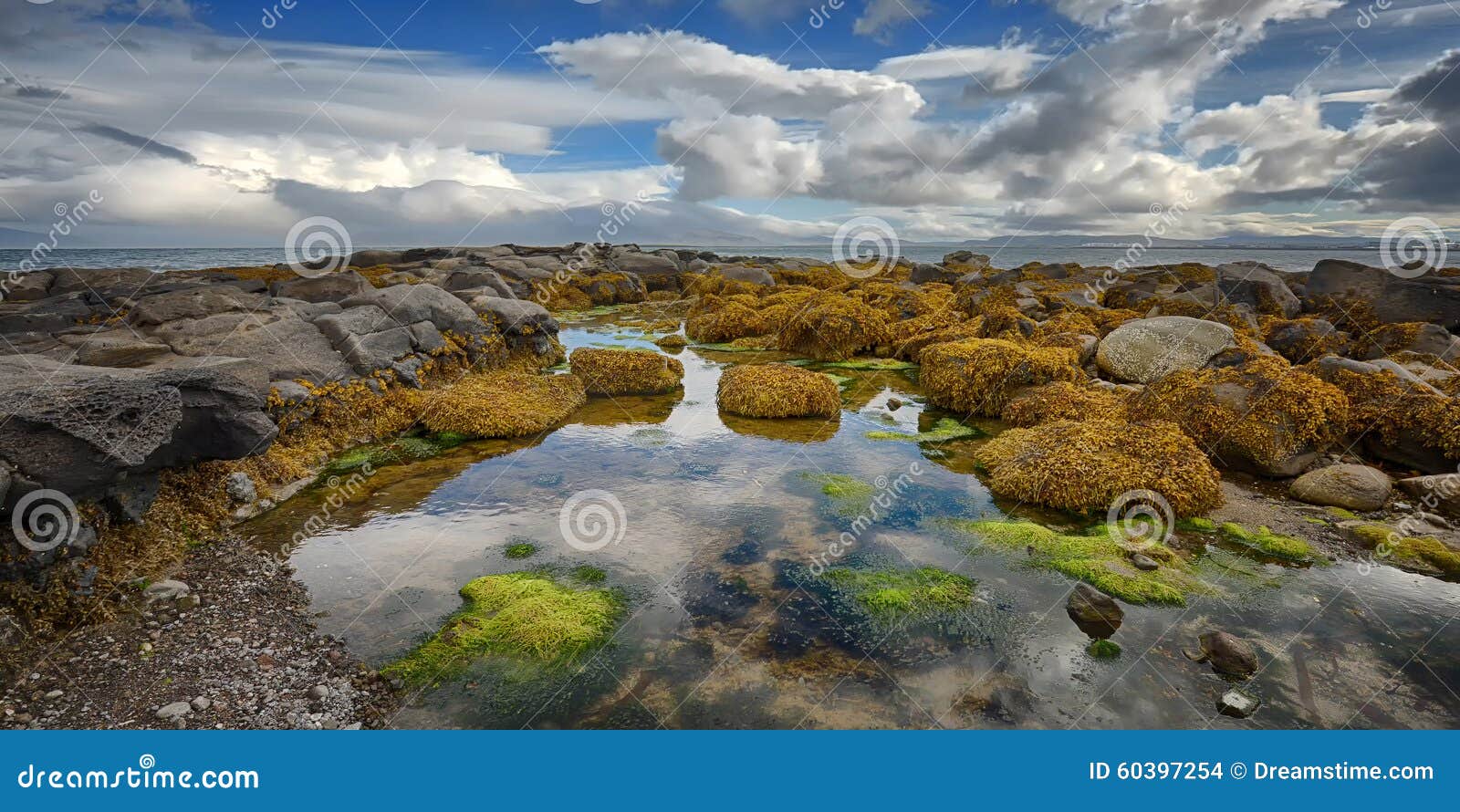 Rockpool. stock photo. Image of rock, iceland, seaweed - 60397254