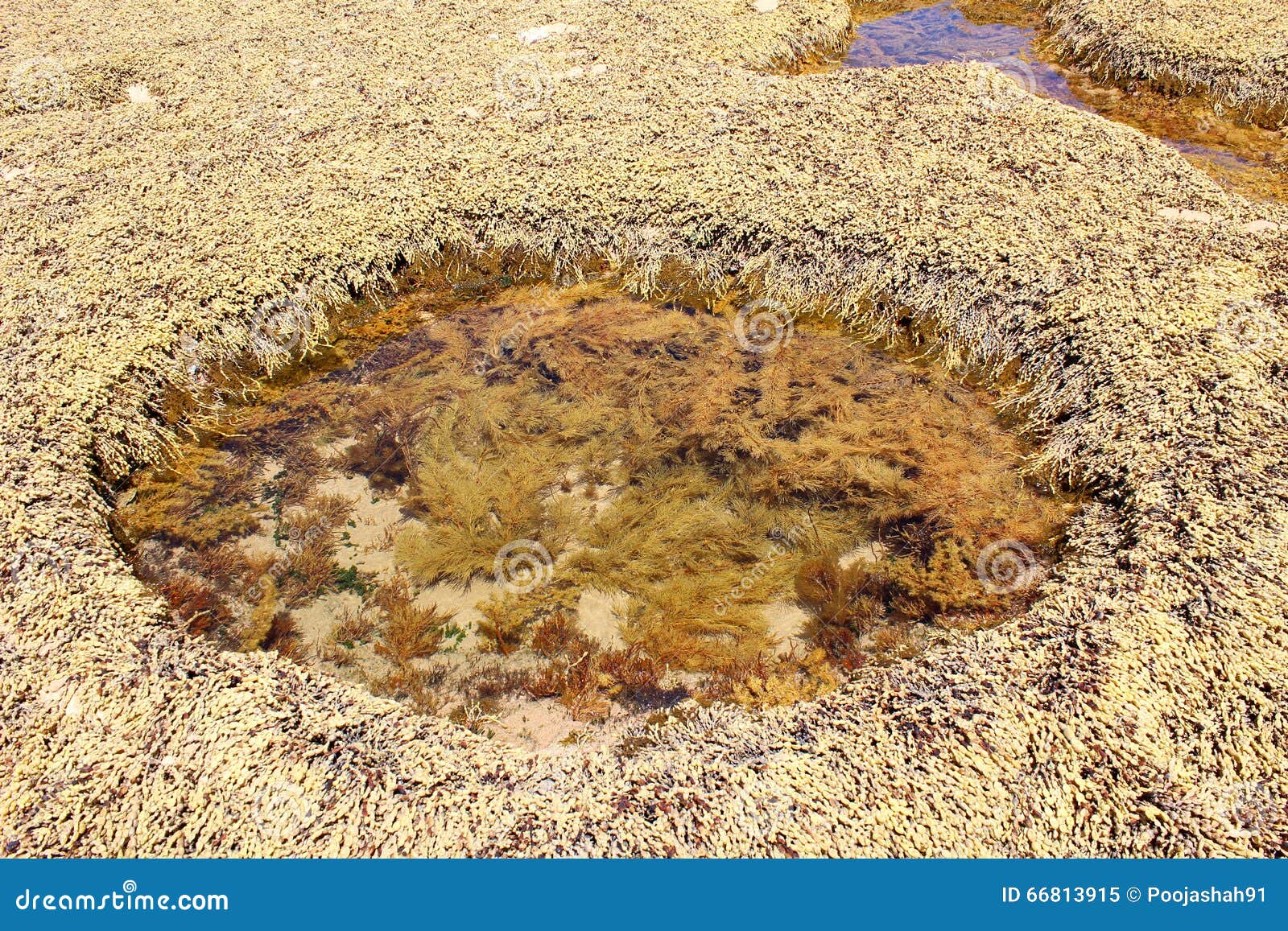Rockpools On The Australian Coast Stock Photography | CartoonDealer.com ...