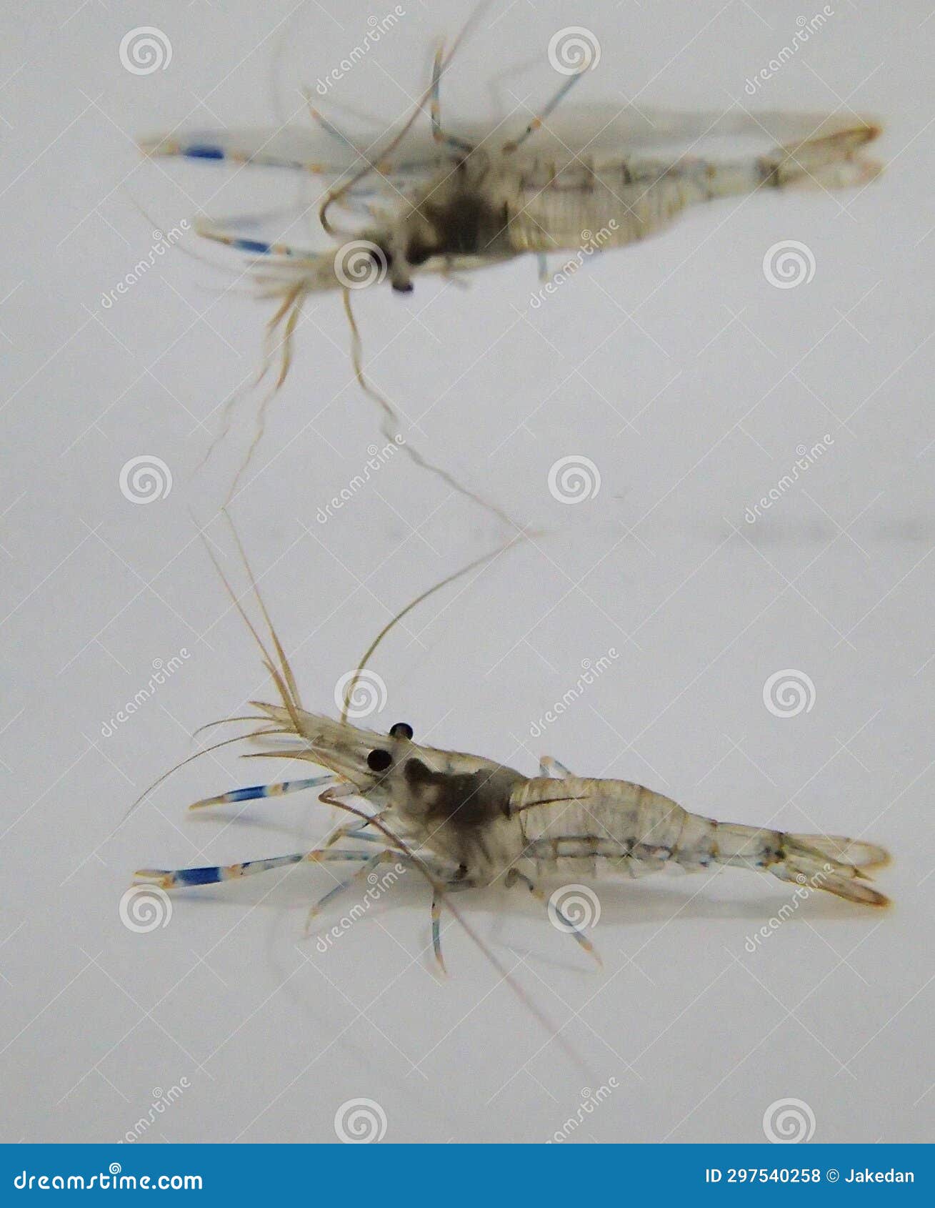Rockpool Shrimp (Palaemon Elegans) in the Water Stock Photo - Image of ...