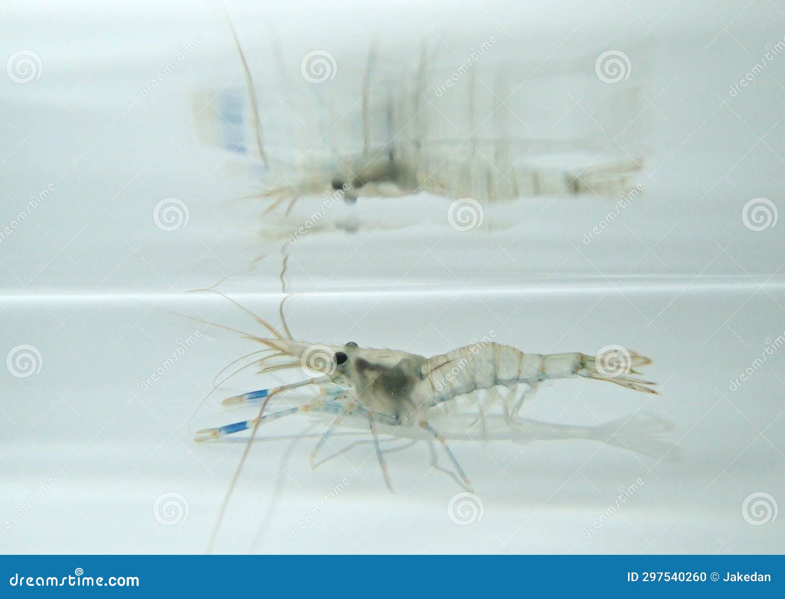 Rockpool Shrimp (Palaemon Elegans) in the Water Stock Photo - Image of ...