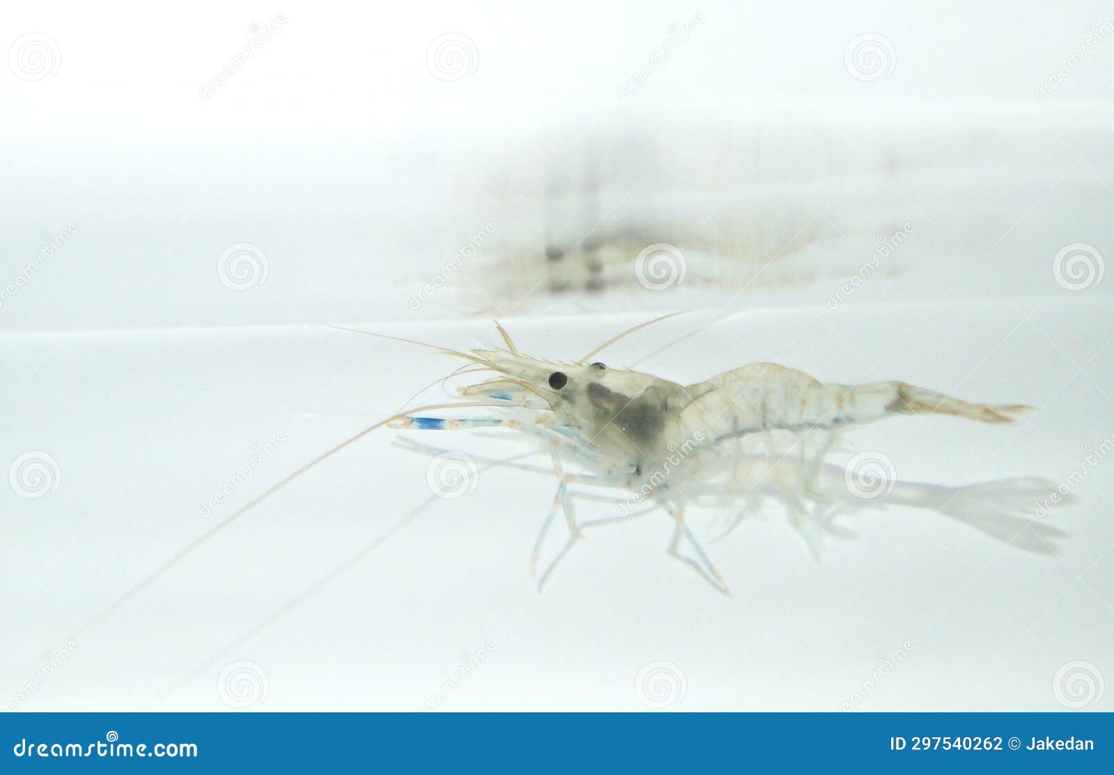 Rockpool Shrimp (Palaemon Elegans) in the Water Stock Photo - Image of ...
