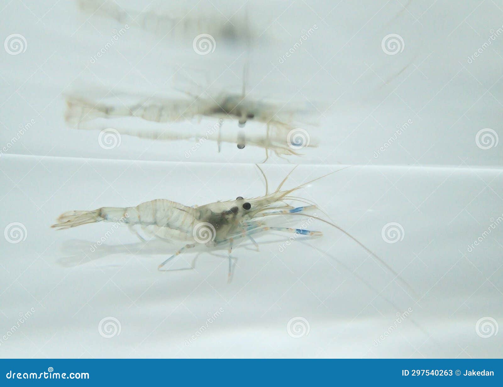 Rockpool Shrimp (Palaemon Elegans) in the Water Stock Image - Image of ...