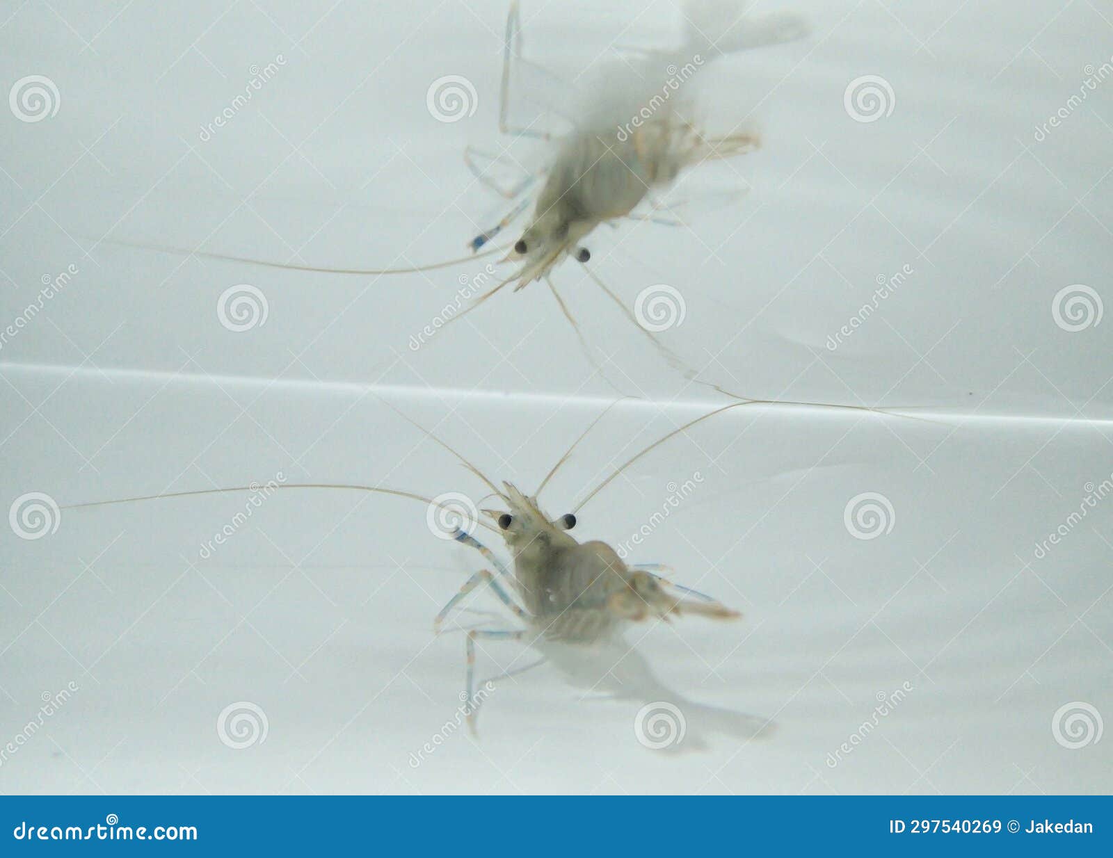 Rockpool Shrimp (Palaemon Elegans) in the Water Stock Image - Image of ...