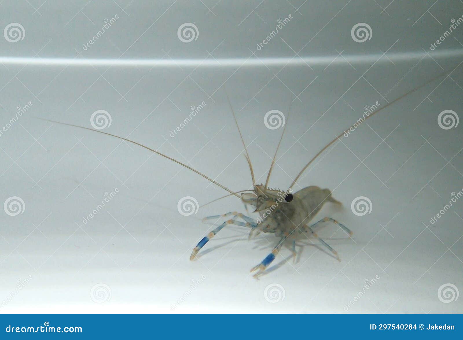 Rockpool Shrimp (Palaemon Elegans) in the Water Stock Photo - Image of ...