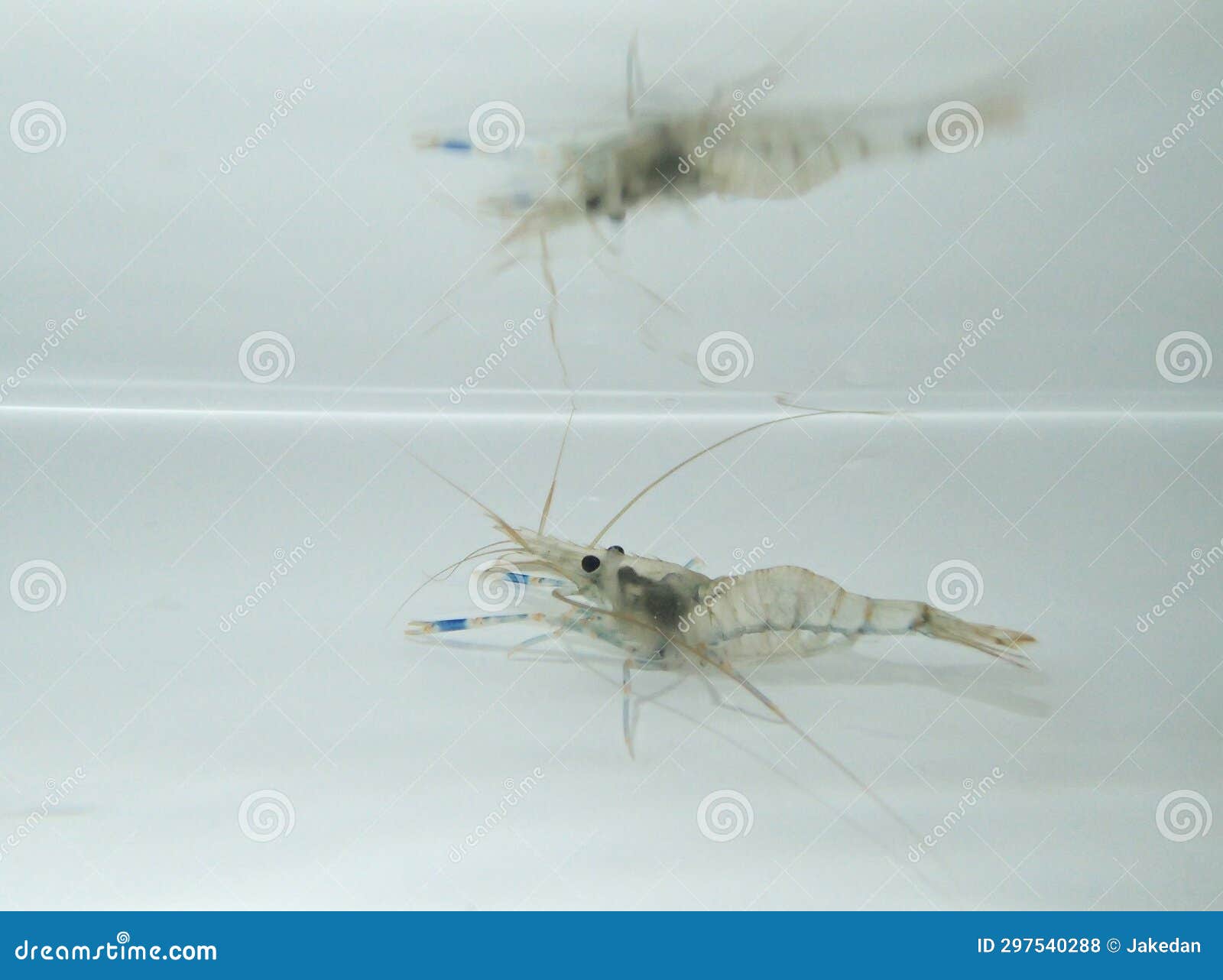 Rockpool Shrimp (Palaemon Elegans) in the Water Stock Photo - Image of ...