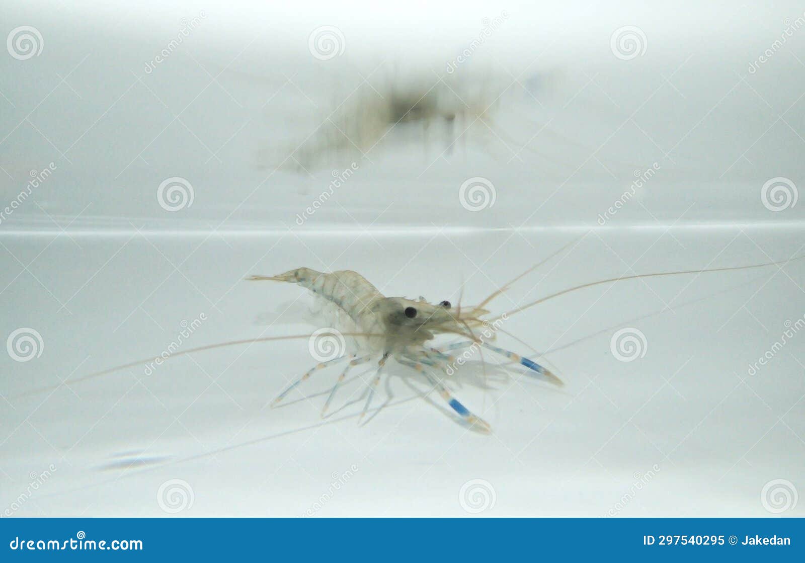 Rockpool Shrimp (Palaemon Elegans) in the Water Stock Image - Image of ...