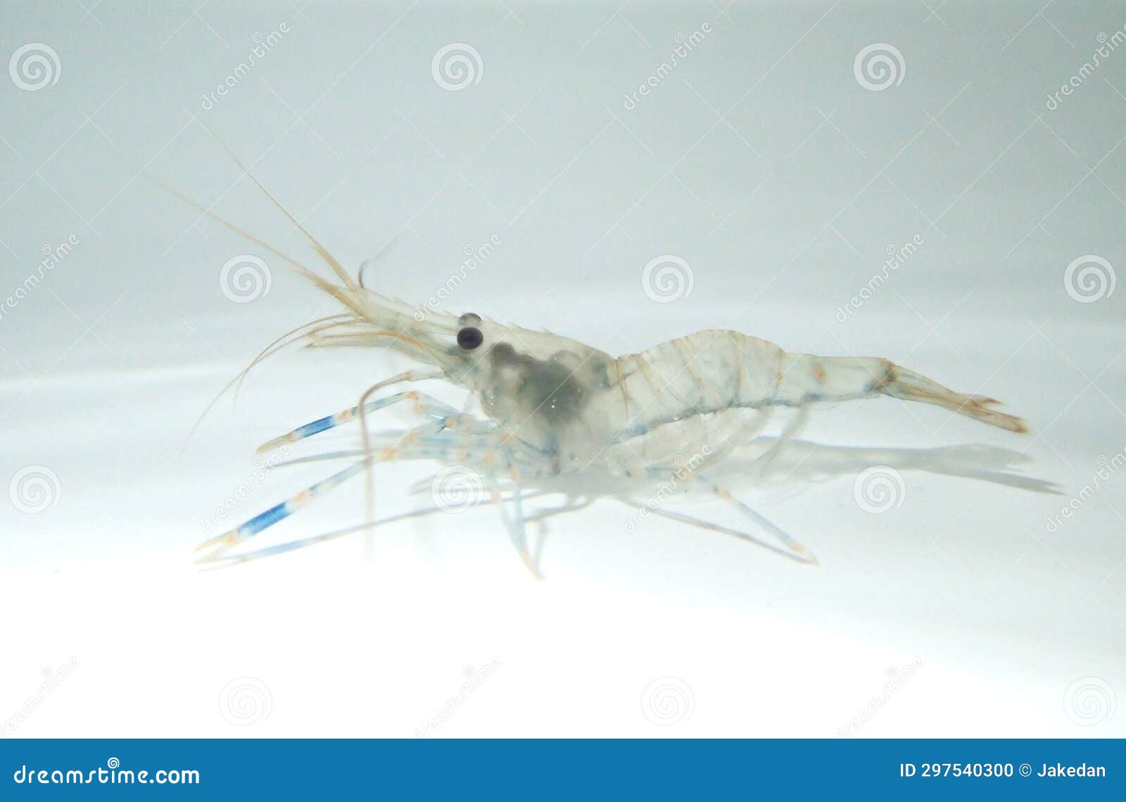 Rockpool Shrimp (Palaemon Elegans) in the Water Stock Photo - Image of ...