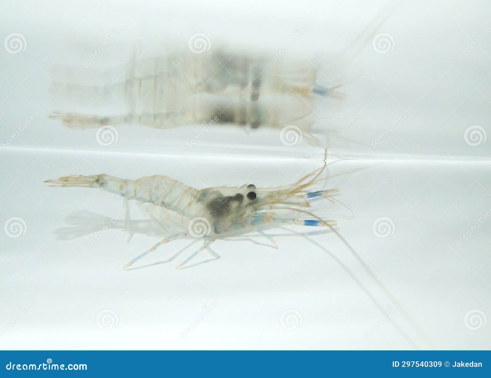 Rockpool Shrimp (Palaemon Elegans) in the Water Stock Image - Image of ...