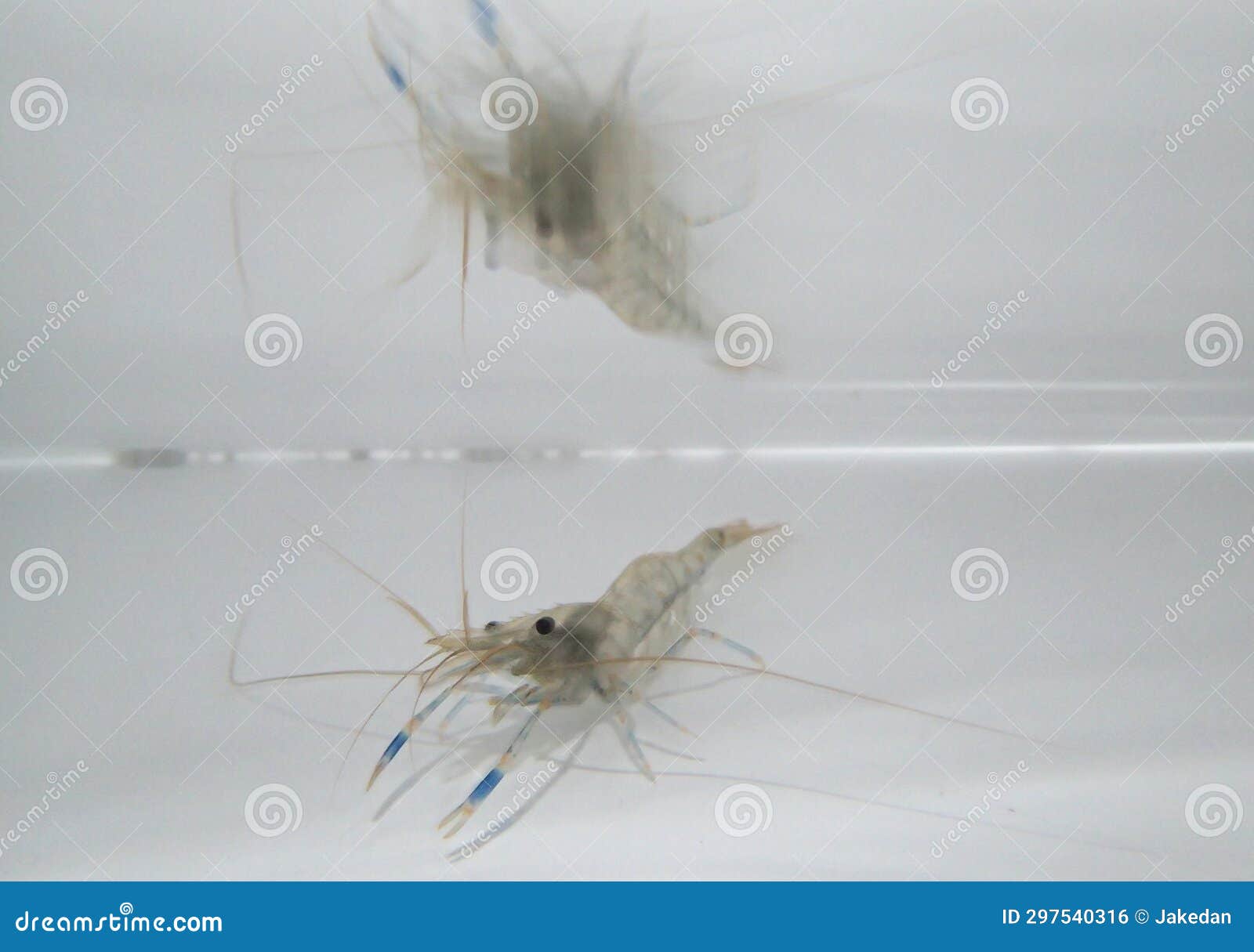 Rockpool Shrimp (Palaemon Elegans) in the Water Stock Photo - Image of ...
