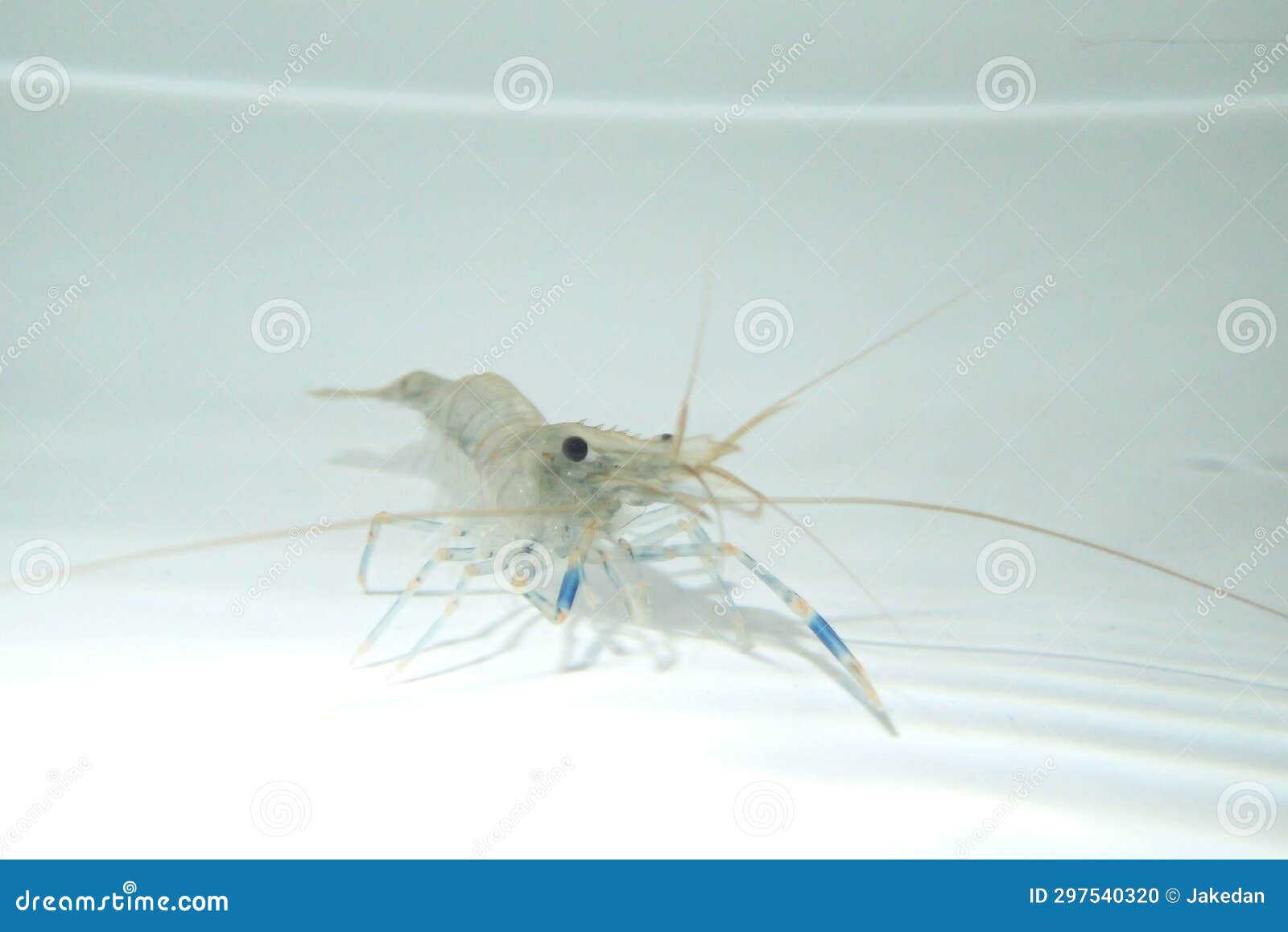 Rockpool Shrimp (Palaemon Elegans) in the Water Stock Photo - Image of ...