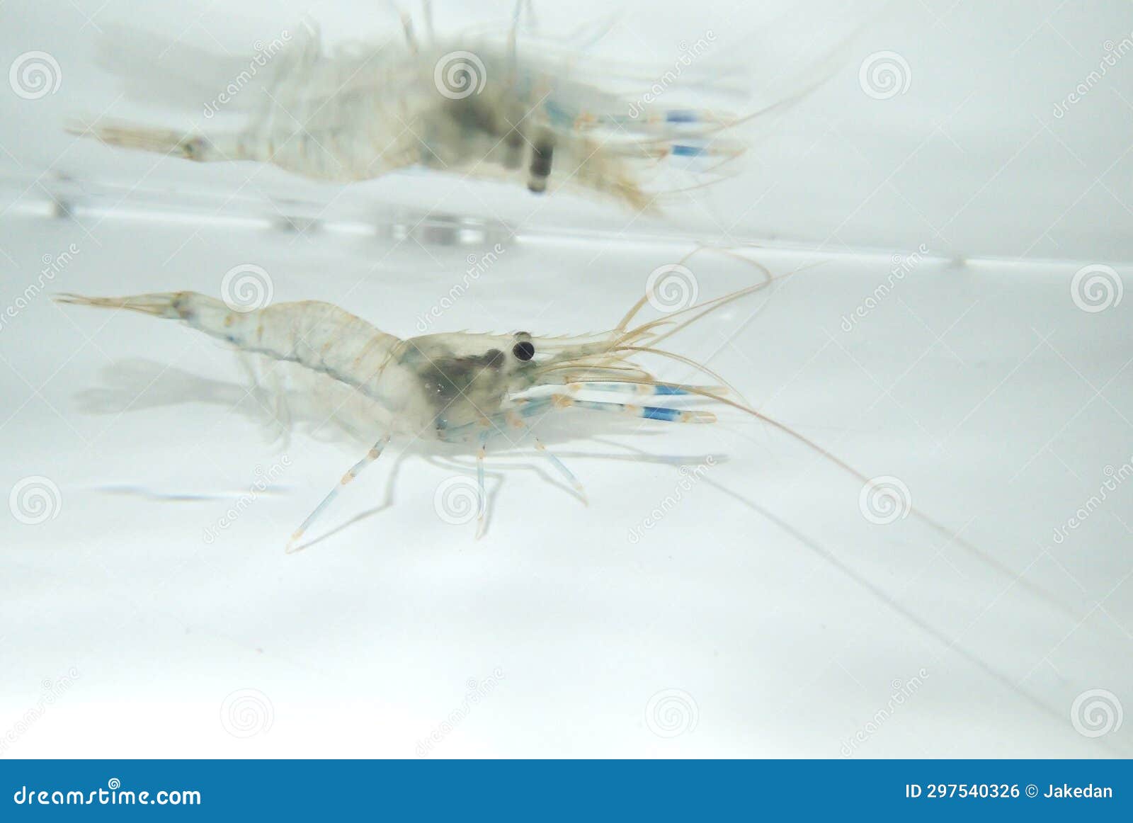 Rockpool Shrimp (Palaemon Elegans) in the Water Stock Photo - Image of ...