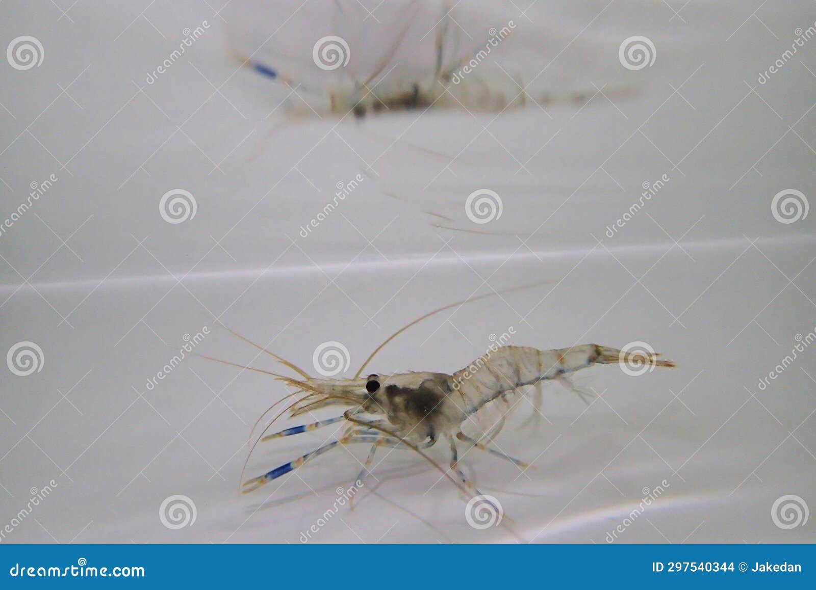 Rockpool Shrimp (Palaemon Elegans) in the Water Stock Photo - Image of ...