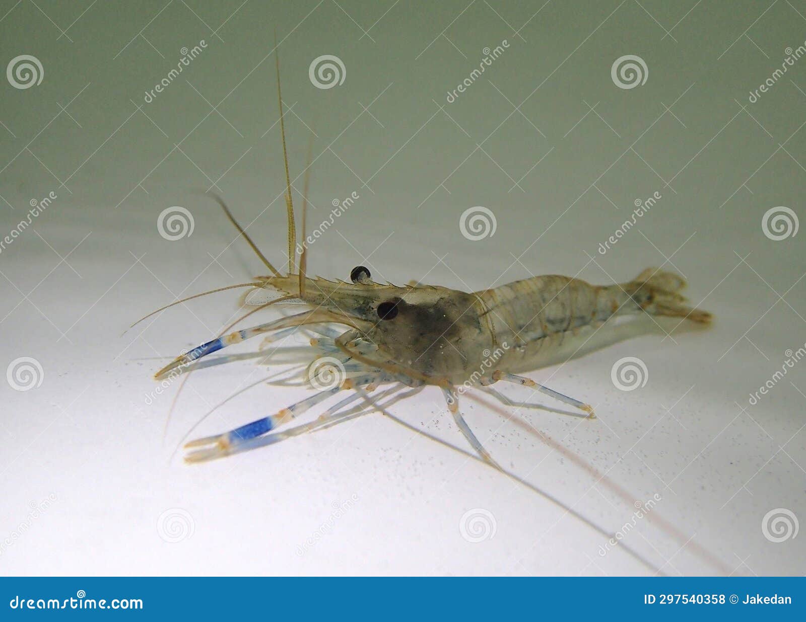 Rockpool Shrimp (Palaemon Elegans) in the Water Stock Photo - Image of ...