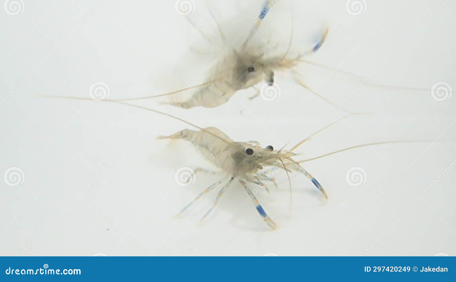 Rockpool Shrimp (Palaemon Elegans) in the Water Stock Video - Video of ...