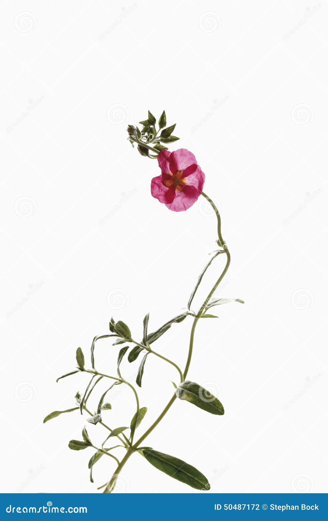 Rockrose (Cistaceae) stock photo. Image of close, colorful - 50487172