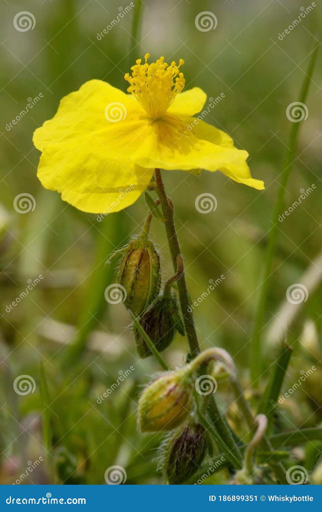 Rockrose commun image stock. Image du unimproved, angleterre - 186899351