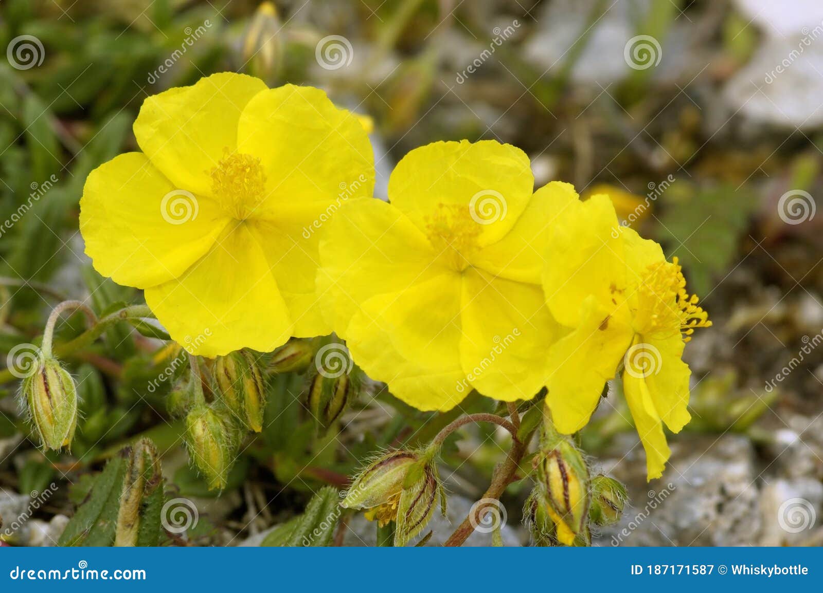 Rockrose comum imagem de stock. Imagem de rural, britânica - 187171587