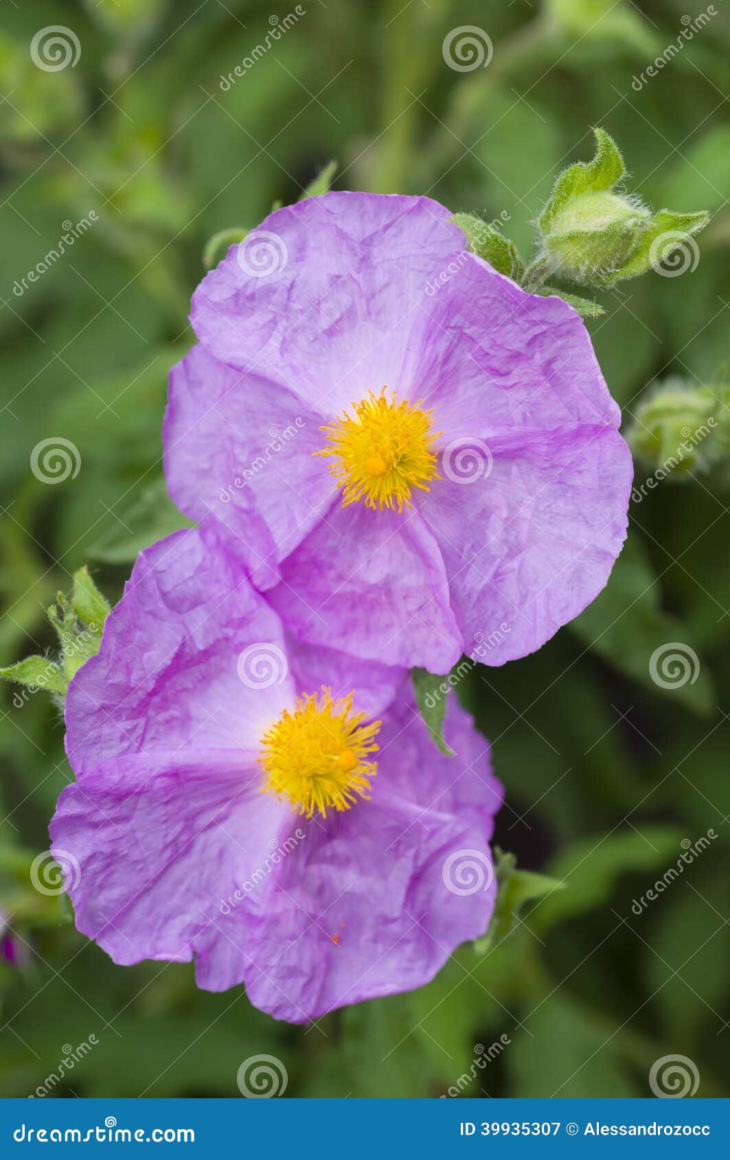Rockrose flowers of Cistus stock image. Image of paper - 39935307
