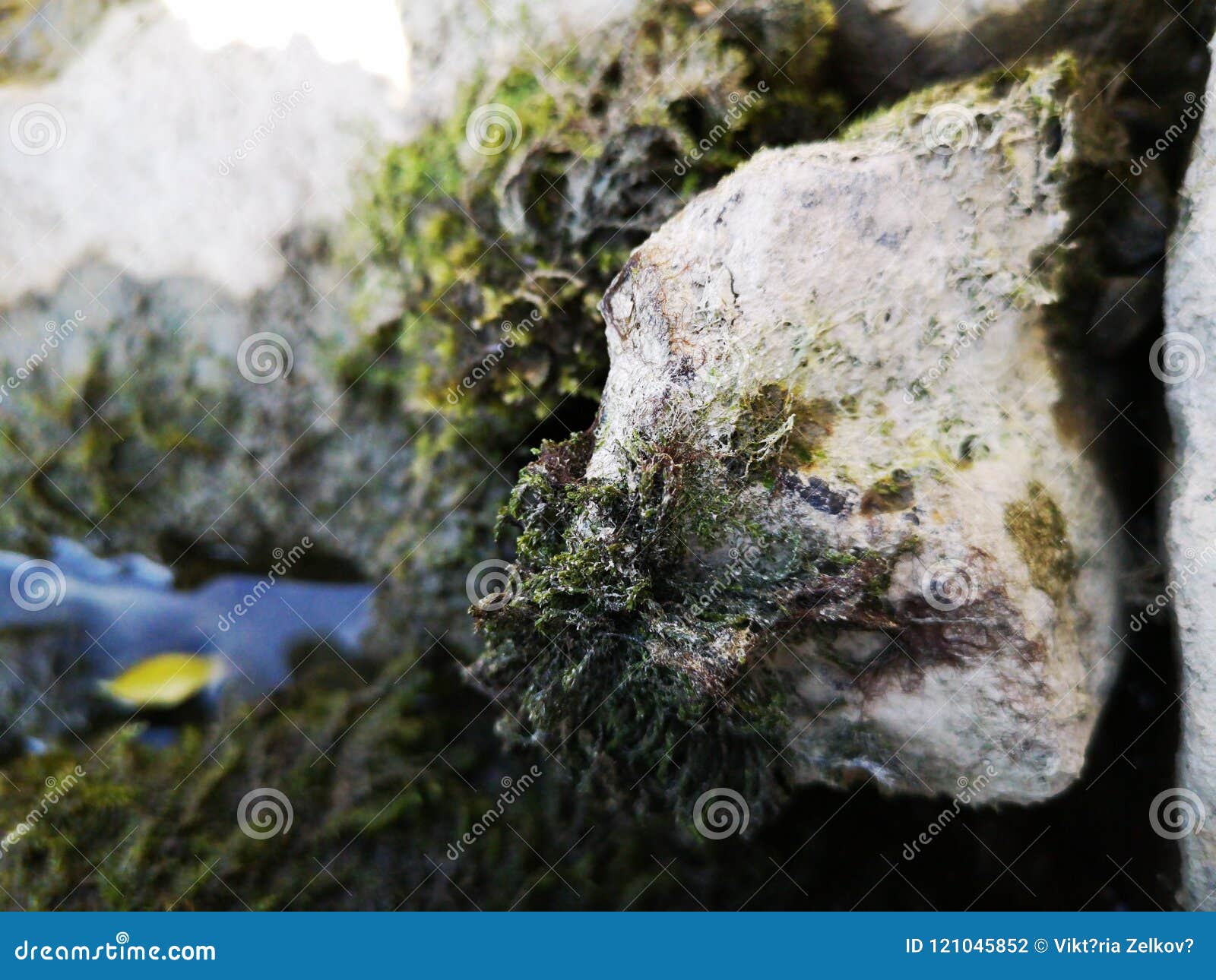 Rocks with algae stock photo. Image of algae, rocks - 121045852